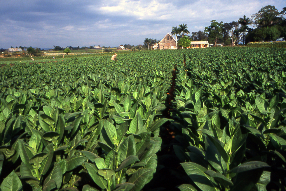 How is Climate Change Affecting Cuban Cigars? | Havana House